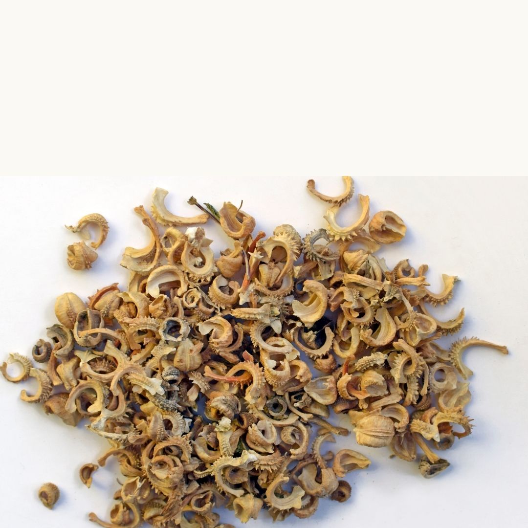 Calendula Officinalis Seeds Marigold (Calendula Officinalis) Organic